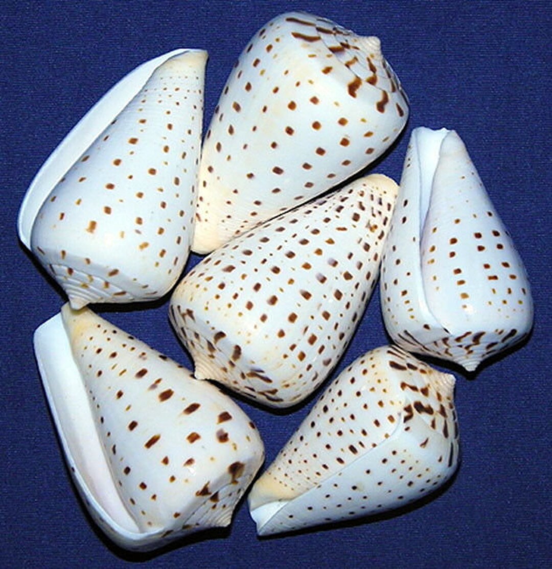 Conus Betulinus Beech Cone Shell ~ 1-1/2"-2"~ Craft Seashell (1 Shell ...