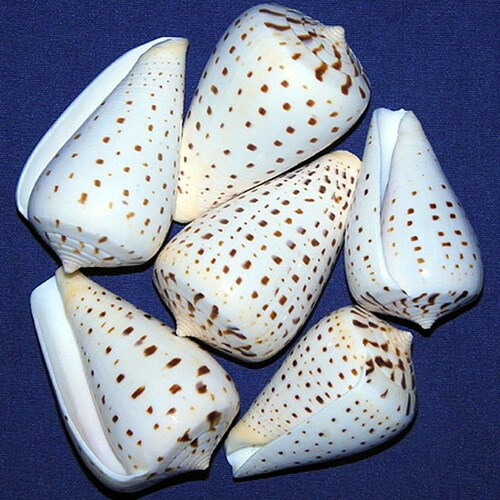 Conus Virgo Virgin Cone Shell 3 3-1/2 Craft - Etsy