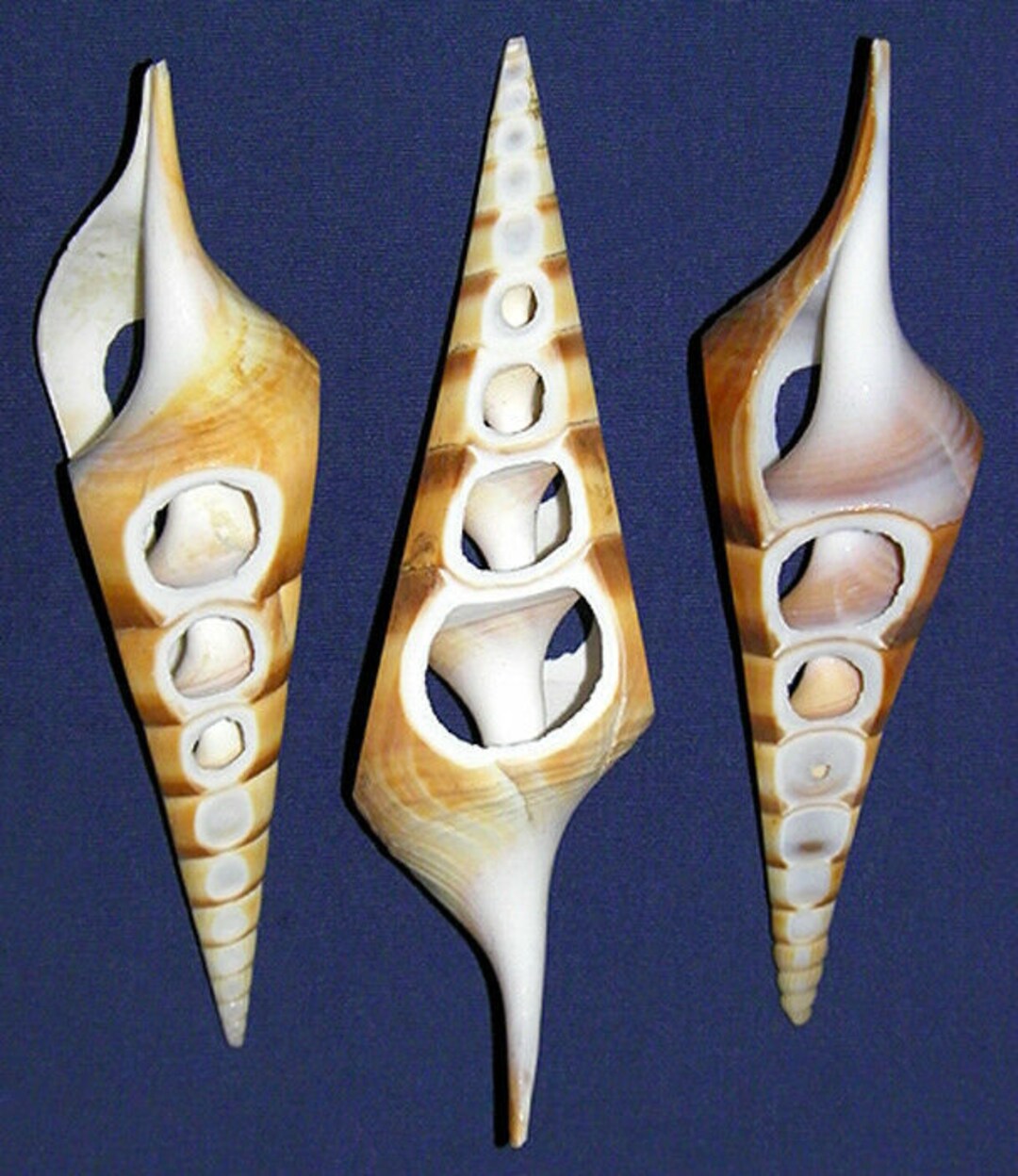 Tibia Brown 4 Sided Sliced Seashell 3'' 5 Shell - Etsy