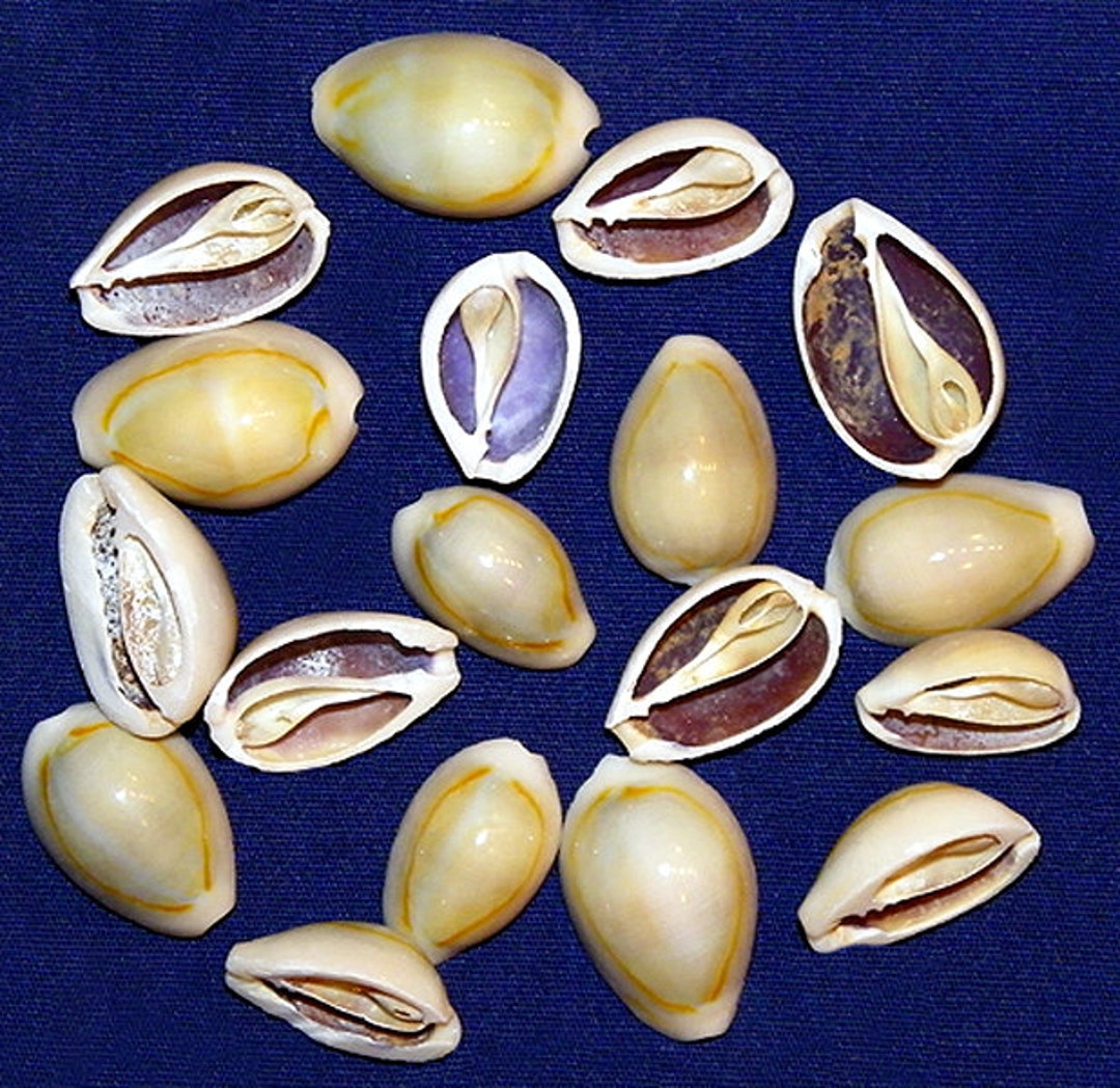 Ring Top Cowrie Cut Half Round Seashells 1/2"-3/4" (10 Shells) - Etsy