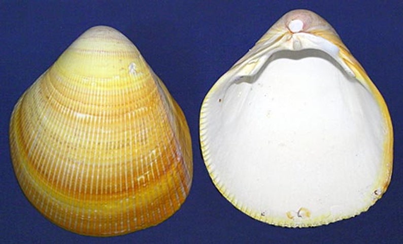 Giant Pacific Yellow Cardium Cockle Shell 5 5-1/2 | Etsy