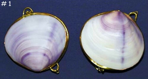 Real Seashell Trinket Coin Pill Jewelry Box or Purse | Etsy