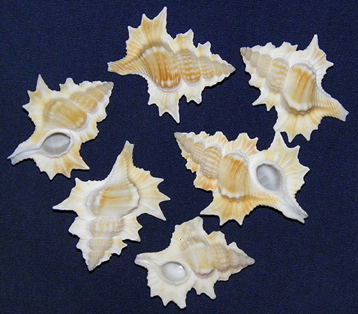 Lg. Biplex Gyrineum Perca Triton Maple Leaf Shell - Etsy UK