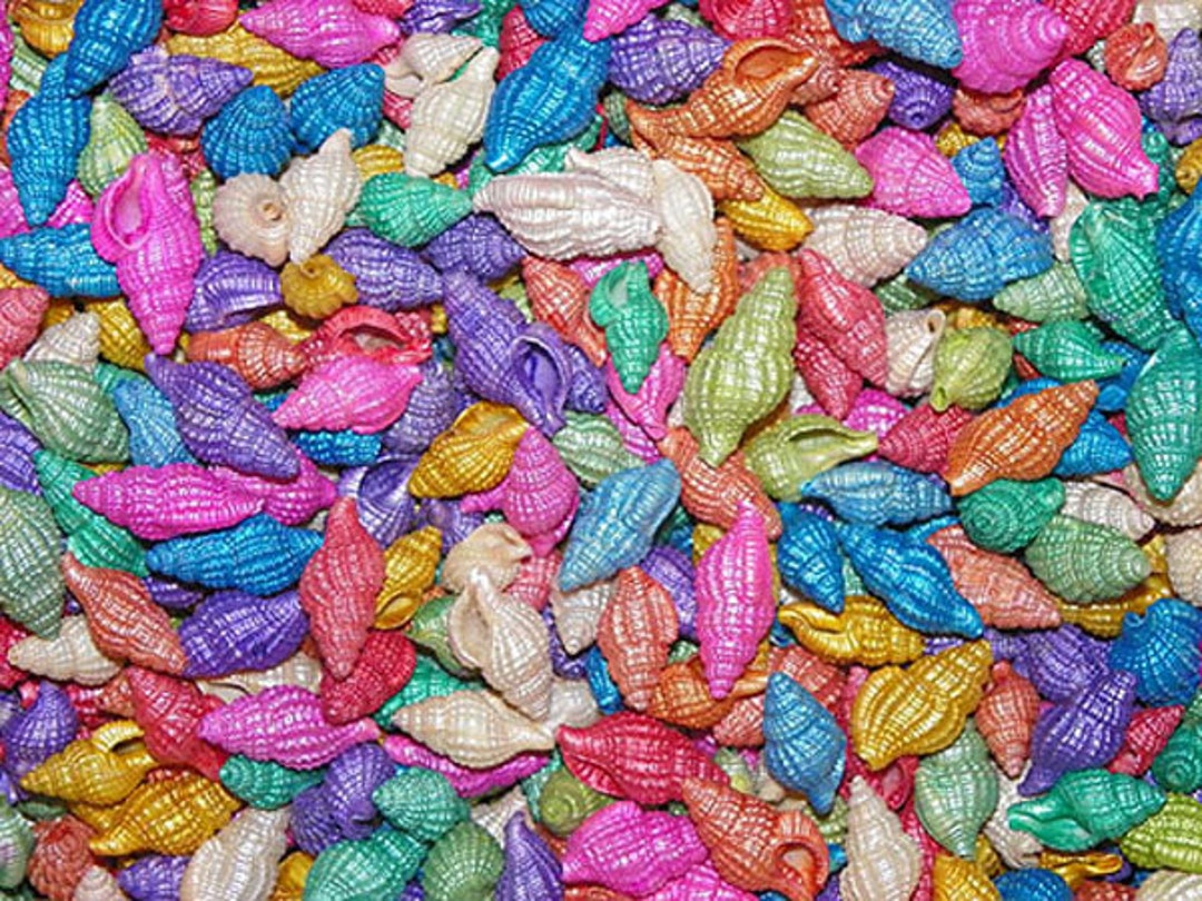 Dyed Nassa Reticulata Craft Shells ~ Approximately (100 Pcs.) 1-1/4in ...