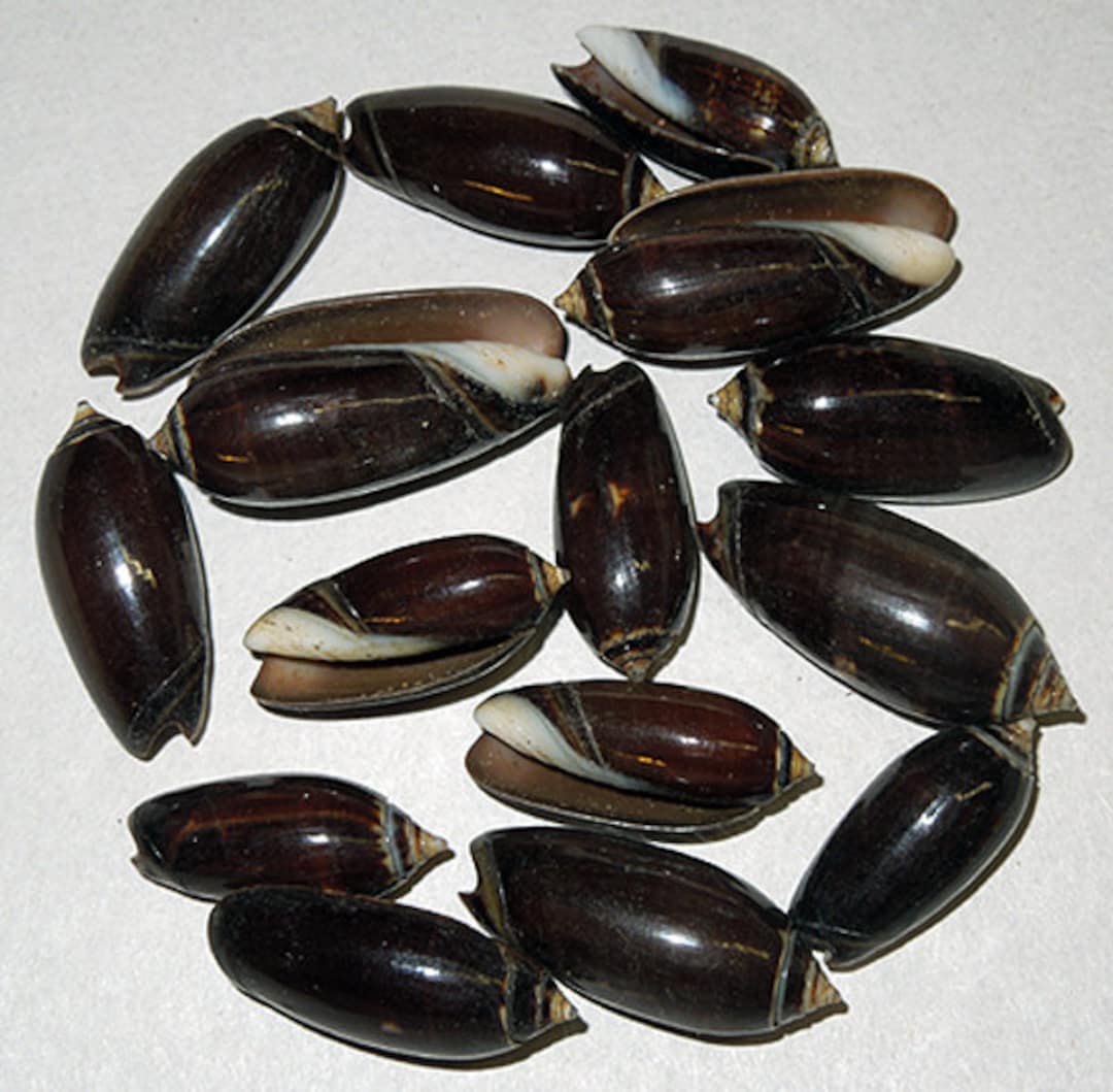 Black Olive ~ Oliva Seashells ~ 1"~ (2 Shells) - Etsy