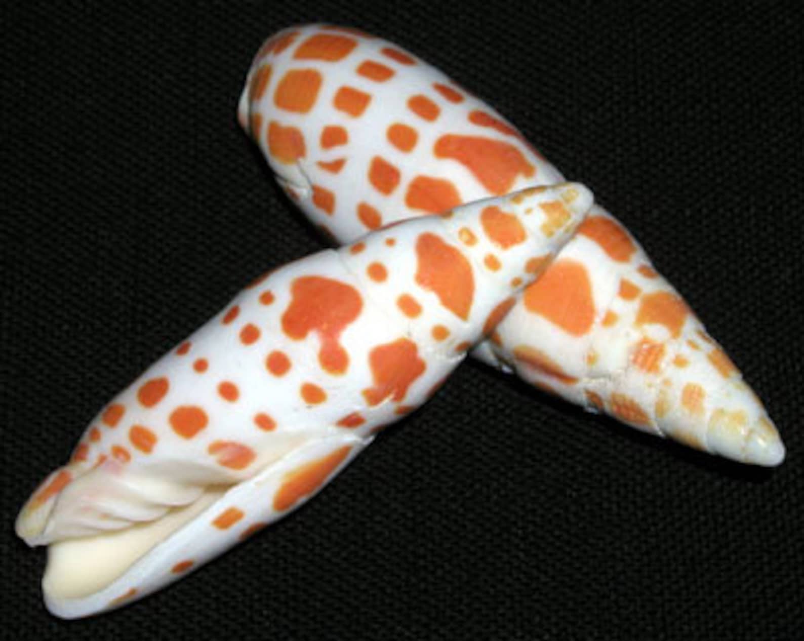 Mitra Mitra 2-1/2"-3" Seashell (1 Shell) - Etsy