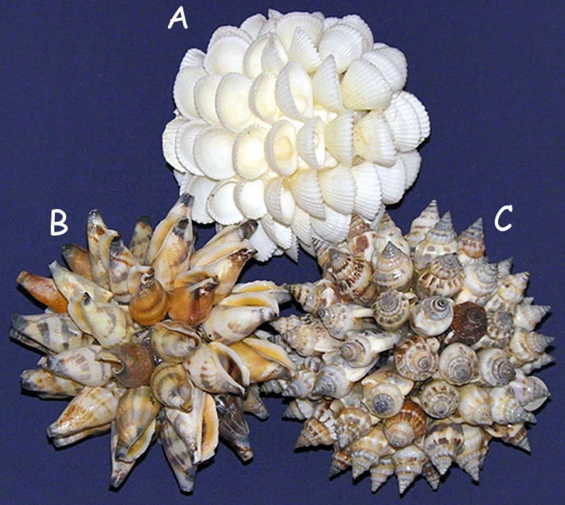 Seashell Shell Balls Orbs 3 Select EACH Cockle | Etsy