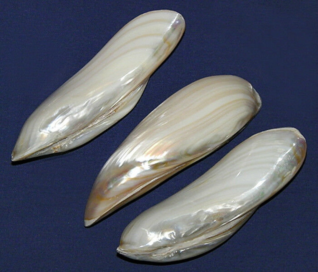 Polished Banana Twist Mussel/clam Paired Seashell~ 4"~craft Shell ...