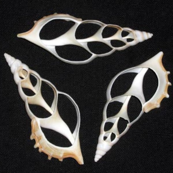Tibia Shells - Etsy