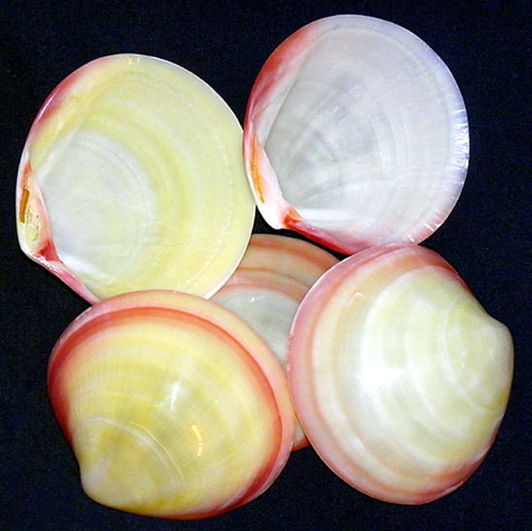Polished Tiger Clam Half Shell 2-1/2" - 3" (2 Shells) - Etsy