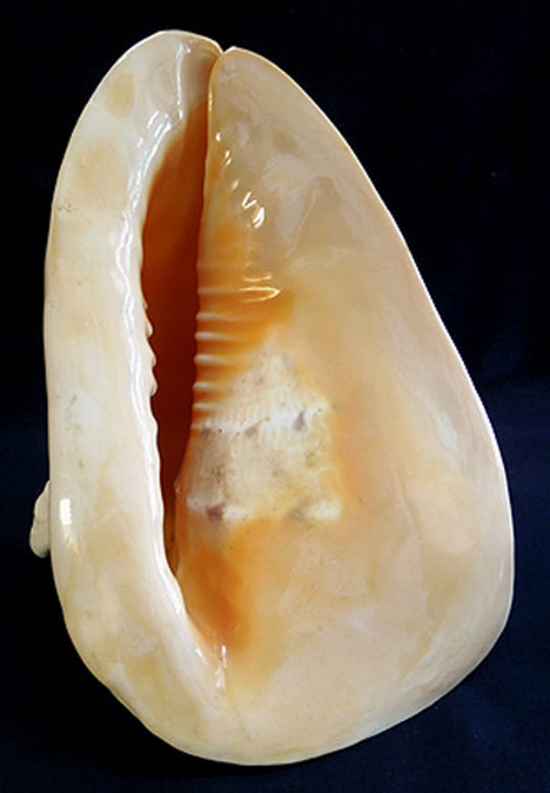 Cassis Cornuta Queen Horned Helmet Shell 9-1/4 X 6 X 3.11 Lbs.minor ...