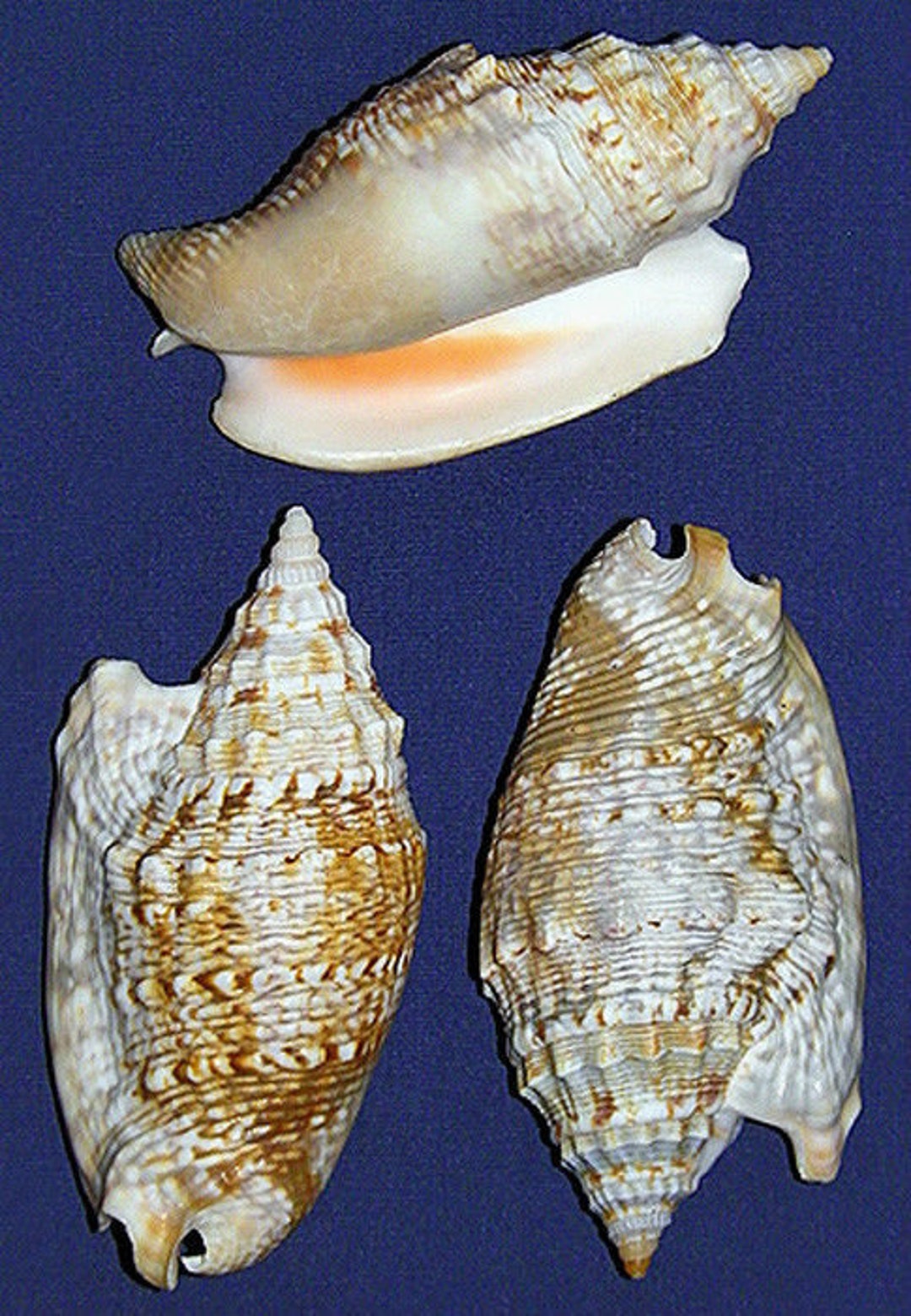Strombus Aurisdiane~diana Conch Shell~2"~seashell Craft Supply (1 Shell ...