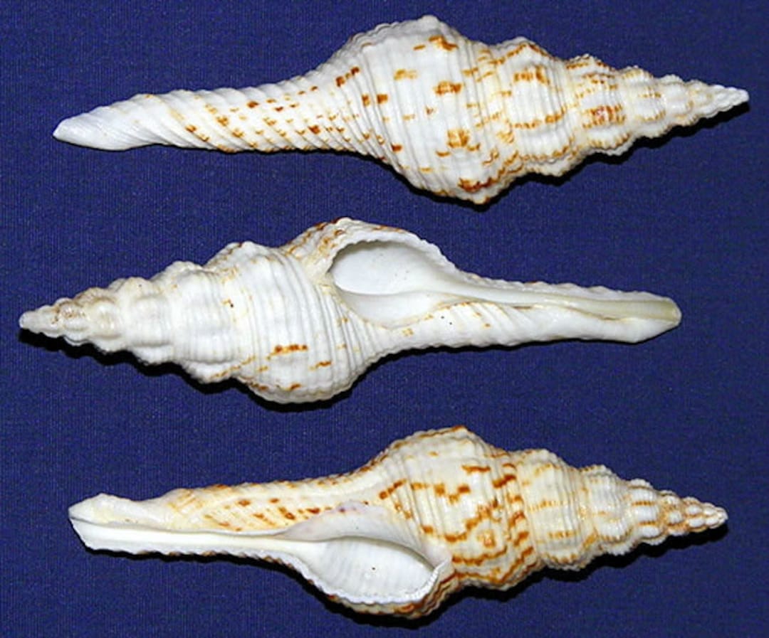 LG. Nicobar/nicobaricus Spindle Fusinus Shells (3-1/2"-4-1/2") (2 ...