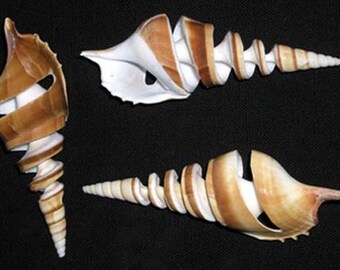 Turret & Auger Shells South Pacific Caribbean Seba Conchology