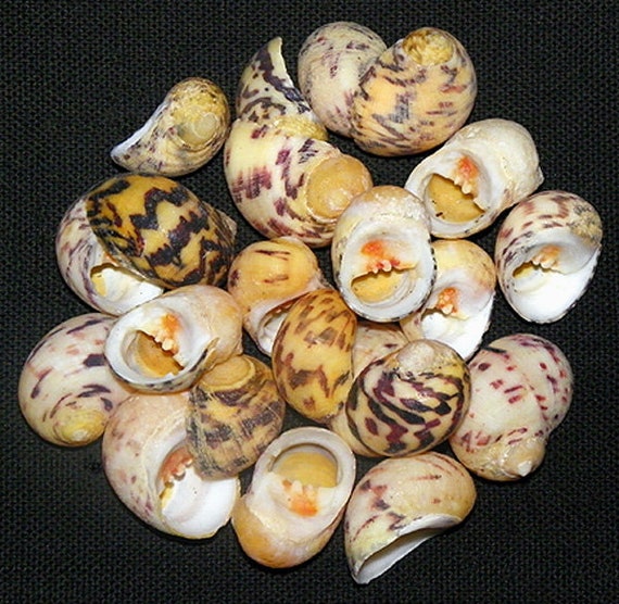 Bleeding Tooth Nerite Seashells 1/21 Craft Supply - Etsy