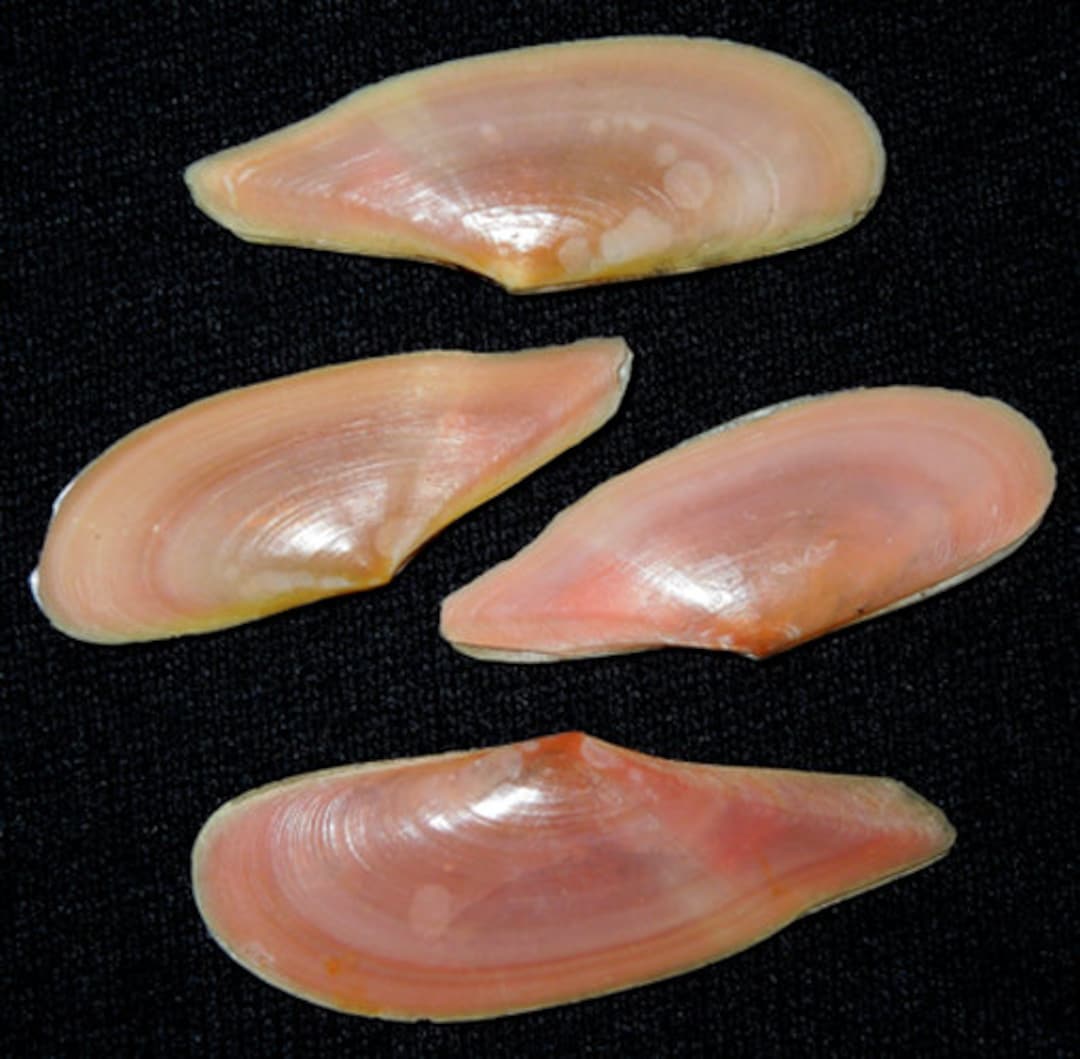 Rostrate Red Tellin Terllina Clam Shells (44mm)( 1-7/8") Specimen ...