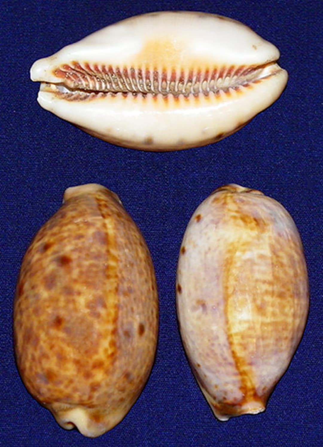 Cypraea Lyncina Lynx Cowry Seashell 1-1/2"-2" (1 Shell) - Etsy