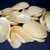 Pecten Pallium Scallop Paired Seashells (top and Bottom Not Glued) ~ 2 ...