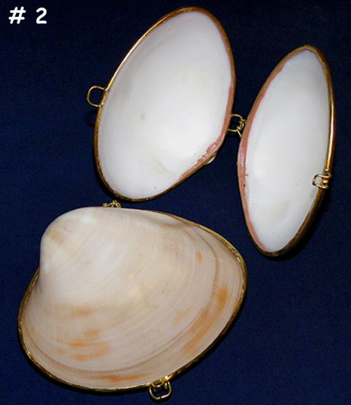 Real Seashell Trinket Coin Pill Jewelry Box or Purse - Etsy