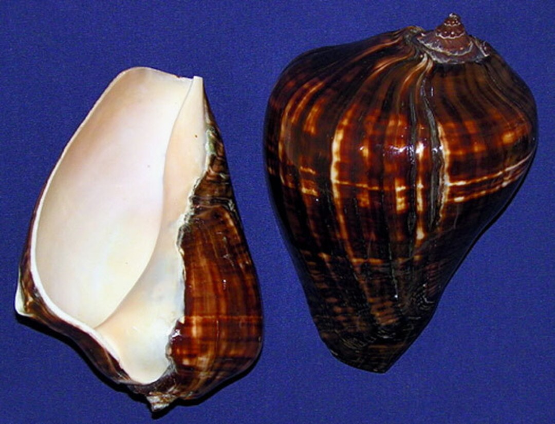 Polished Fiber Crown Conch~ Melongena ~ 4"-4-1/2" ~ (1 Shell) - Etsy