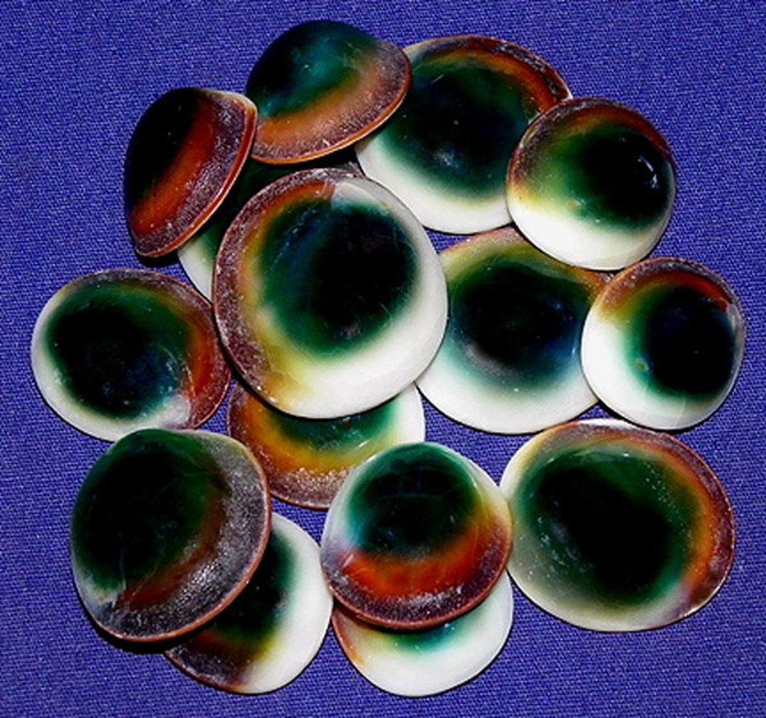 Cat's Eye Green Turban Shiva Shells 1/2"-7/8" (5 Shells) - Etsy