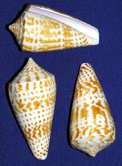 Conus Inscriptus Cone Shell 1-1/2 « ~ 2-1/2 » ~ Coquillages d’artisanat (2 coquillages) - Etsy ...