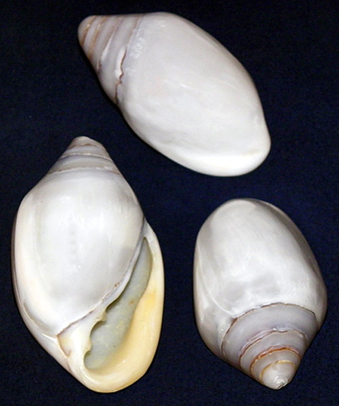 Ellobium Aurisjudae ~ Polished Judas' Ear Shell/cassidula 3"-3-1/2" (1 ...