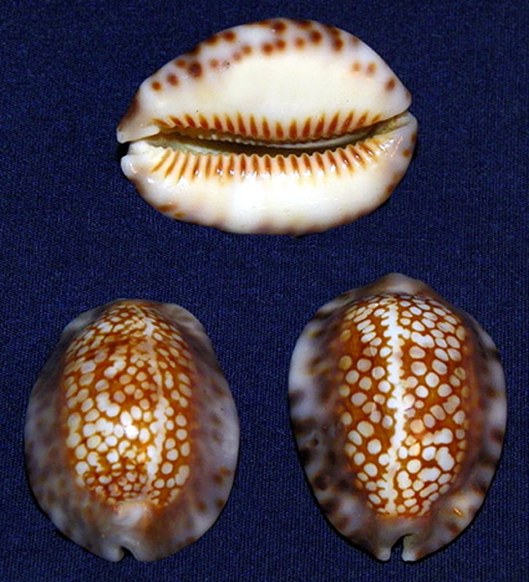 Cypraea Depressa ~ Cowrie Seashell 35mm./1-3/8"~ Specimen Collector ...