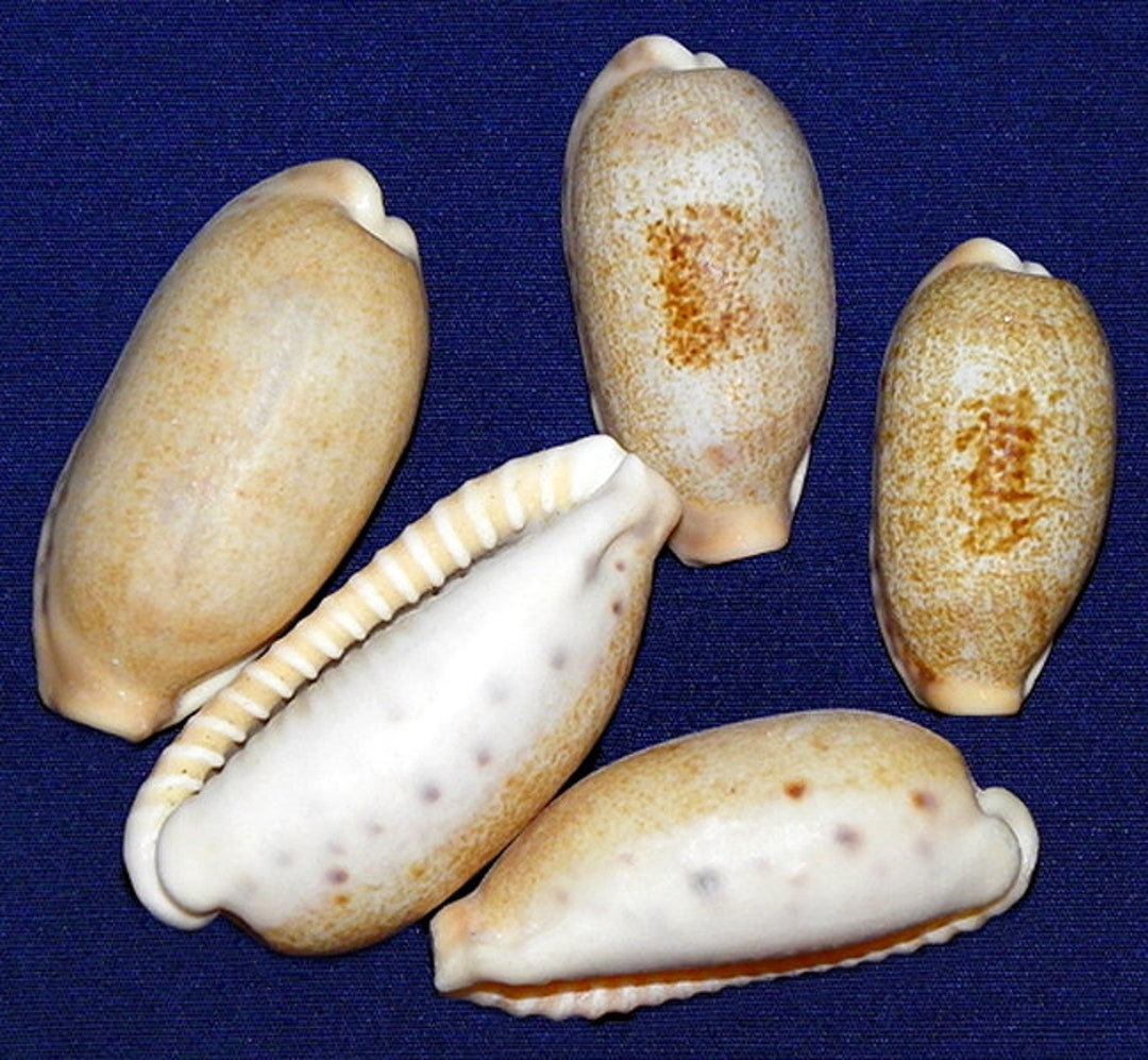 Cypraea Caurica ~cowry Seashell ~( 1"-1-1/4") Craft Seashell (2 Shells ...