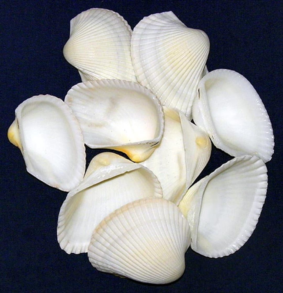White Ark Smooth Clam Half Seashell 1"- 1-1/4" (10 Shells) - Etsy