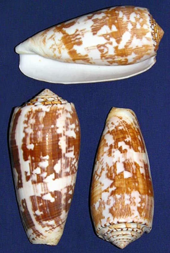Conus Striatus Striate Cone Shell 33-1/21 | Etsy