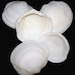 White Buttercup Lucine Clam Seashells~ 1-1/2" - 2-1/2" ~ (5 Shells ...