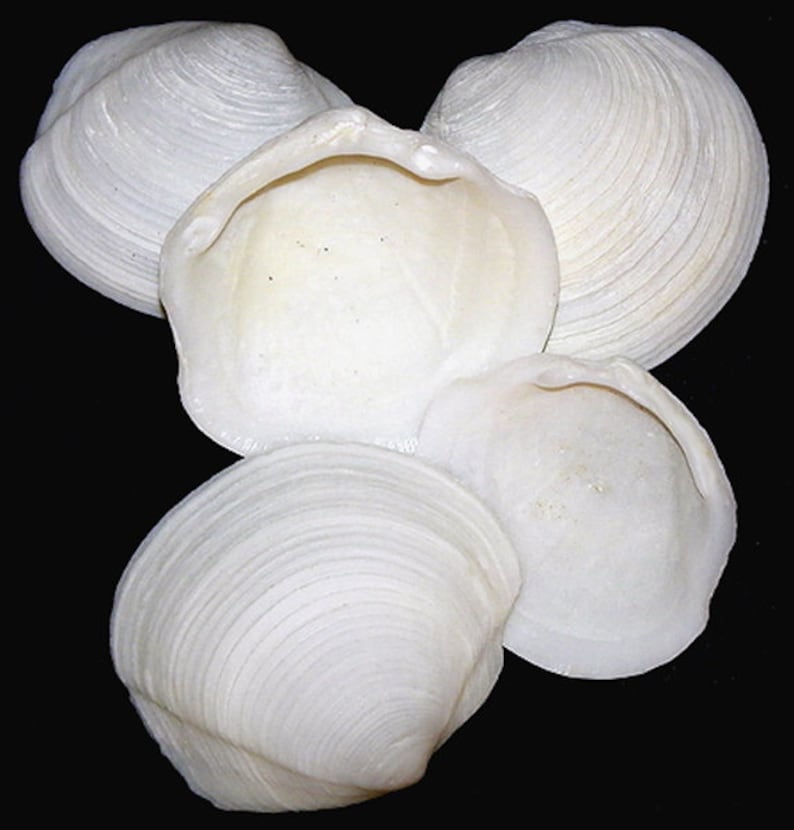 White Buttercup Lucine Clam Seashells~ 1-1/2" - 2-1/2" ~ (5 Shells ...