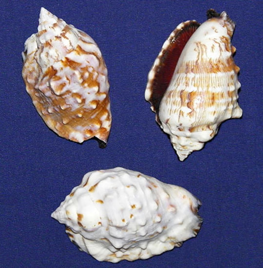 Strombus Pipus Conch Seashell 2" (2 Shells) - Etsy
