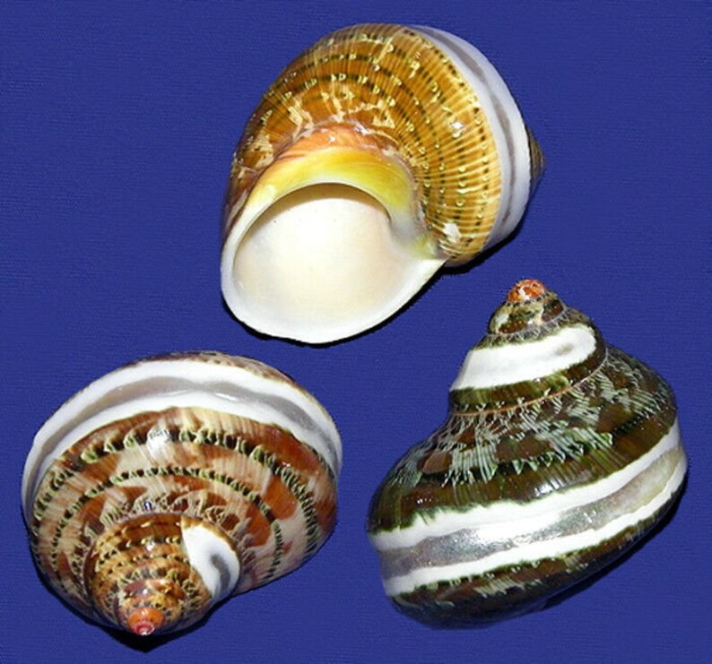 Banded Polished Tapestry Turbo Seashell 11-1/2 1 - Etsy