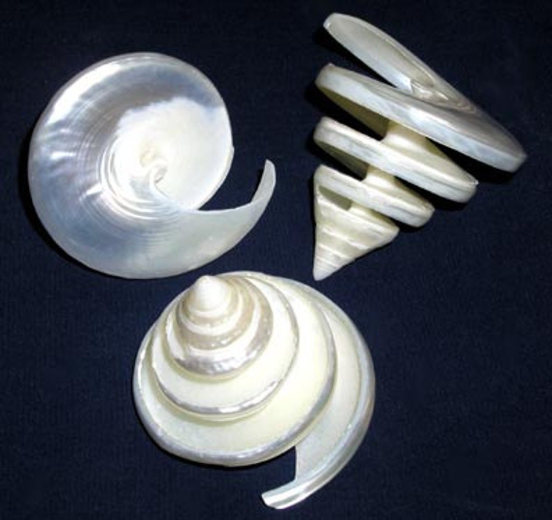 Spiral Cut Polished Trochus Troca ~ 2"-2-1/2" Craft Seashells ~ (2 ...
