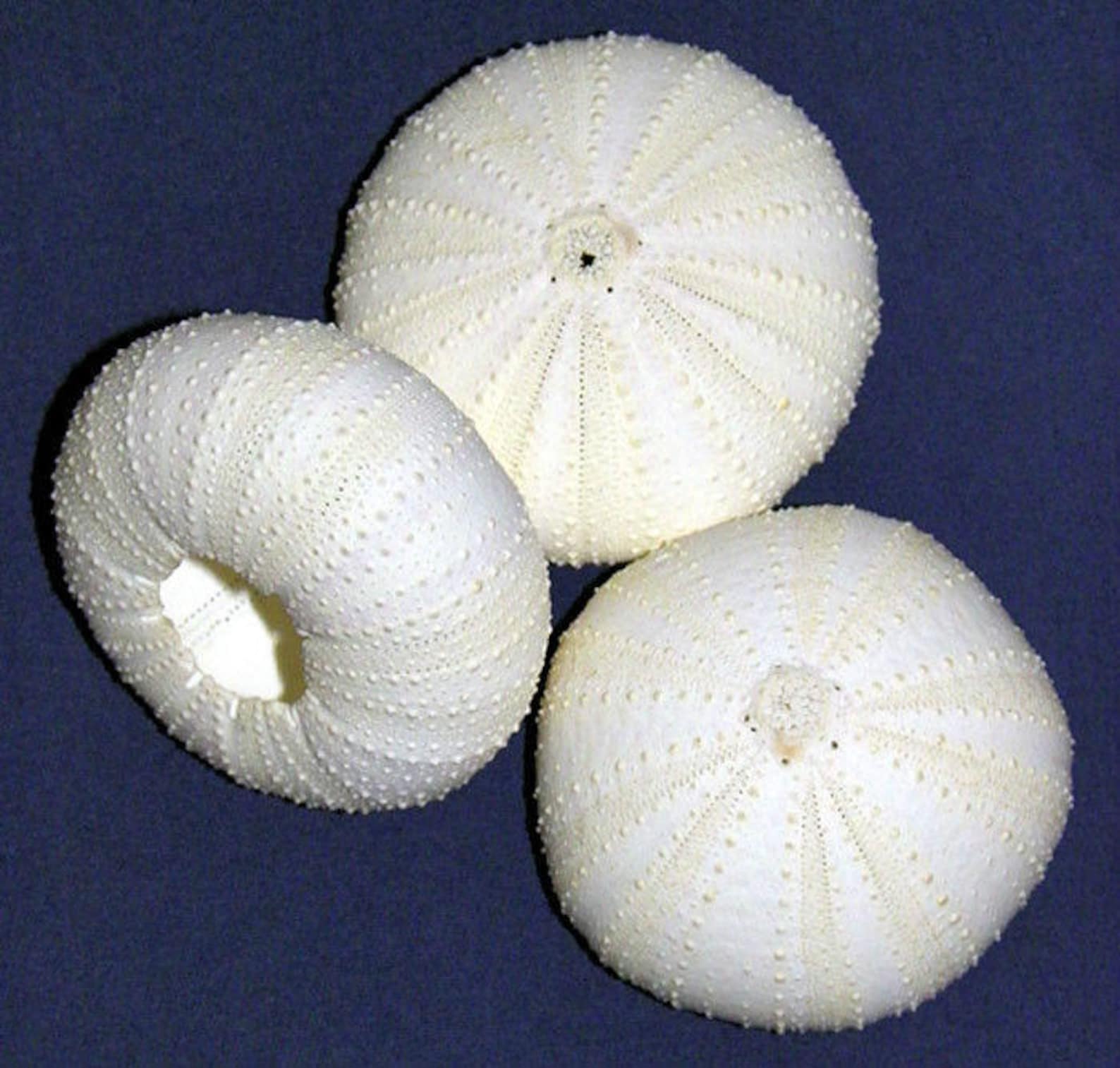 Bleached White Sea Urchin Shells | Etsy