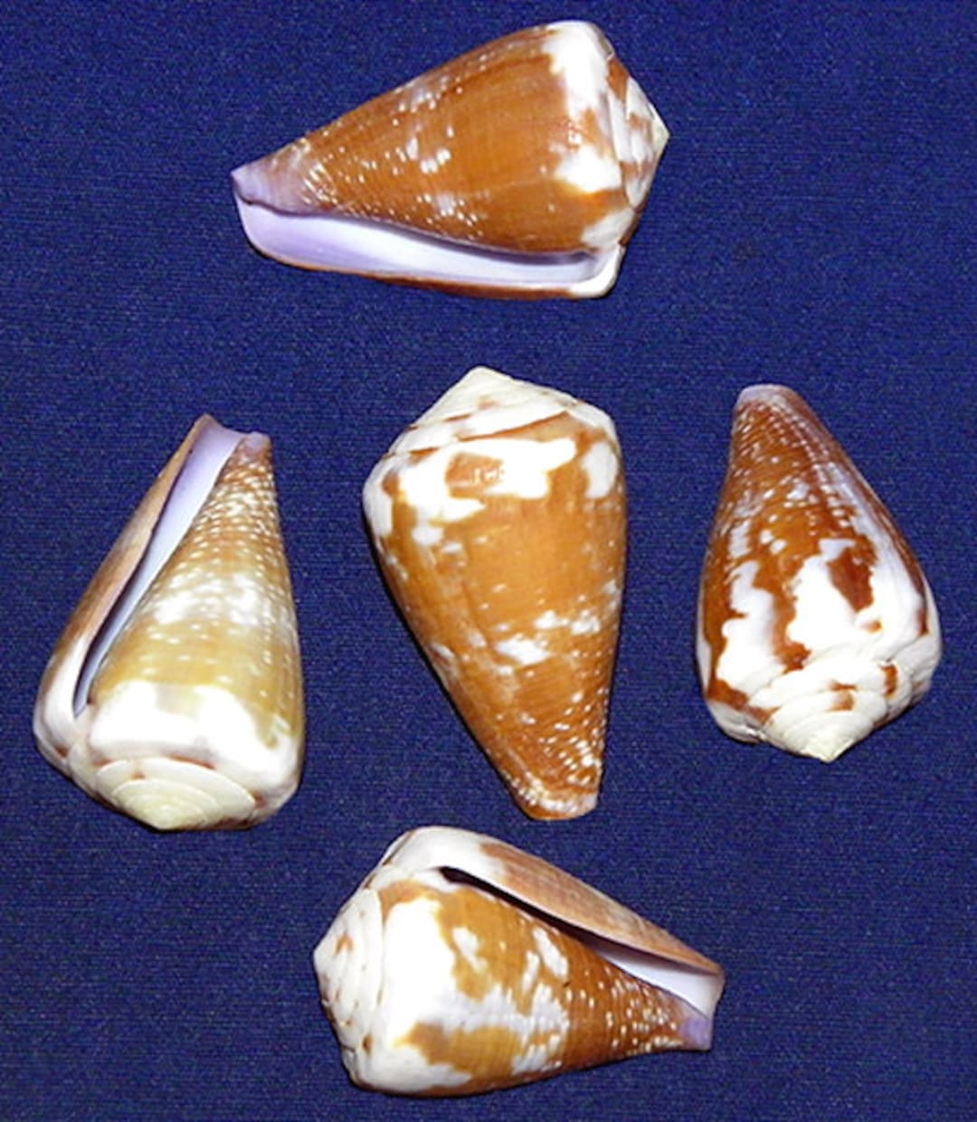 Conus Rattus Rat Cone Seashell 1-1/2"-2" (2 Shells) - Etsy