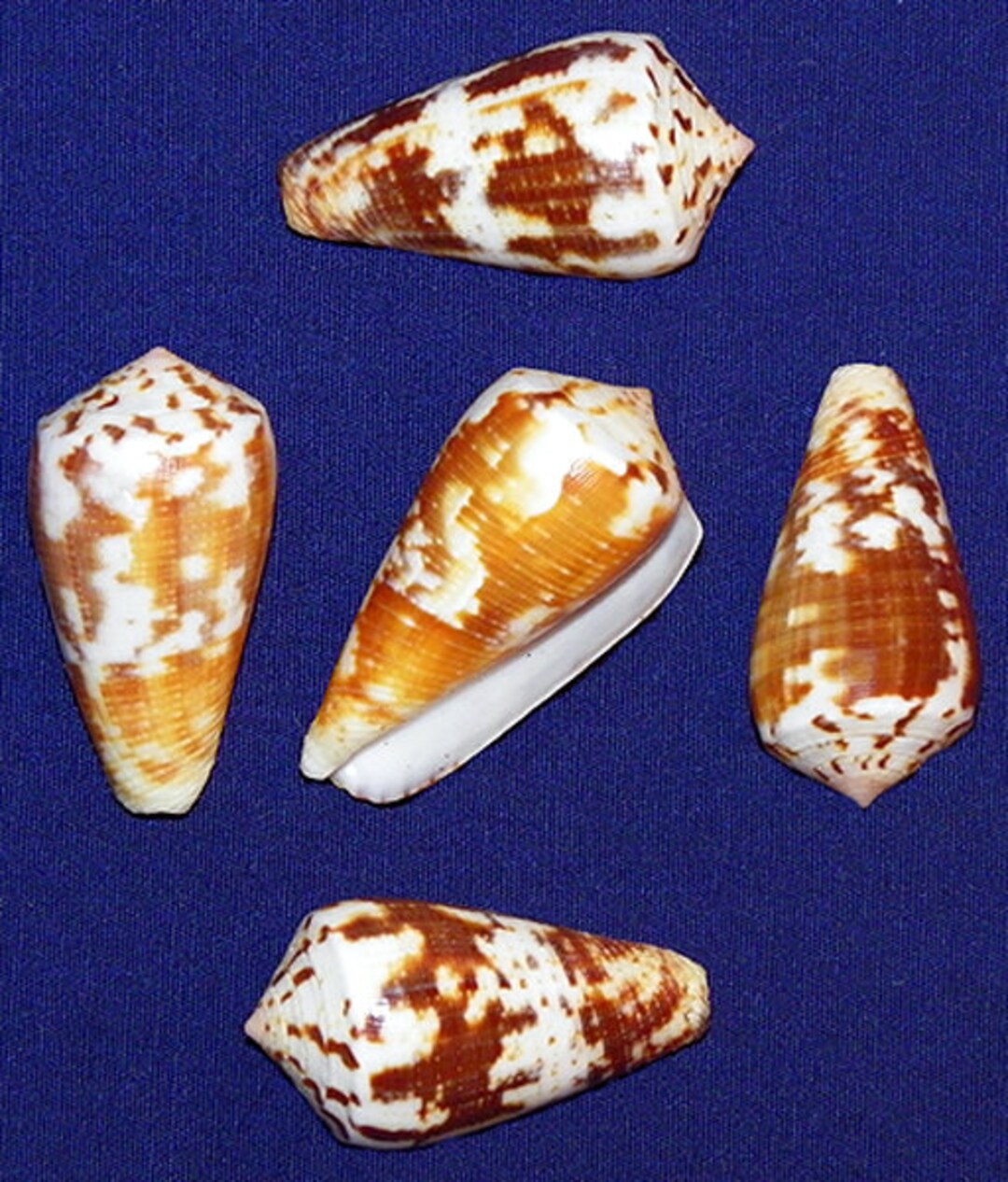 Conus Magus Assimilis Cone Seashell Approx. 36mm./1-3/8 F Specimen ...