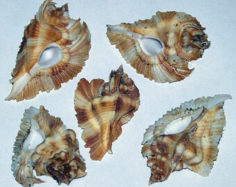 Home & Living A Rose Murex Seashell Display on Acacia and Teak Insects ...