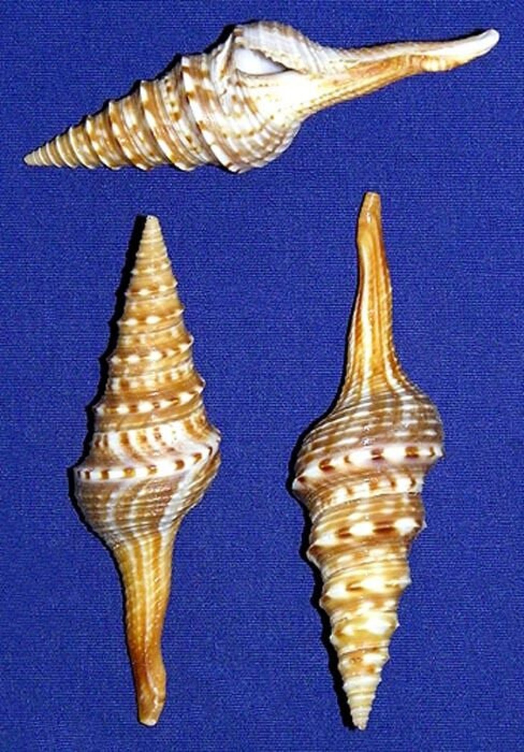 Turris ~ Indian Turrid Spindle Seashells 2-1/2" - 3" (2 Shells) - Etsy