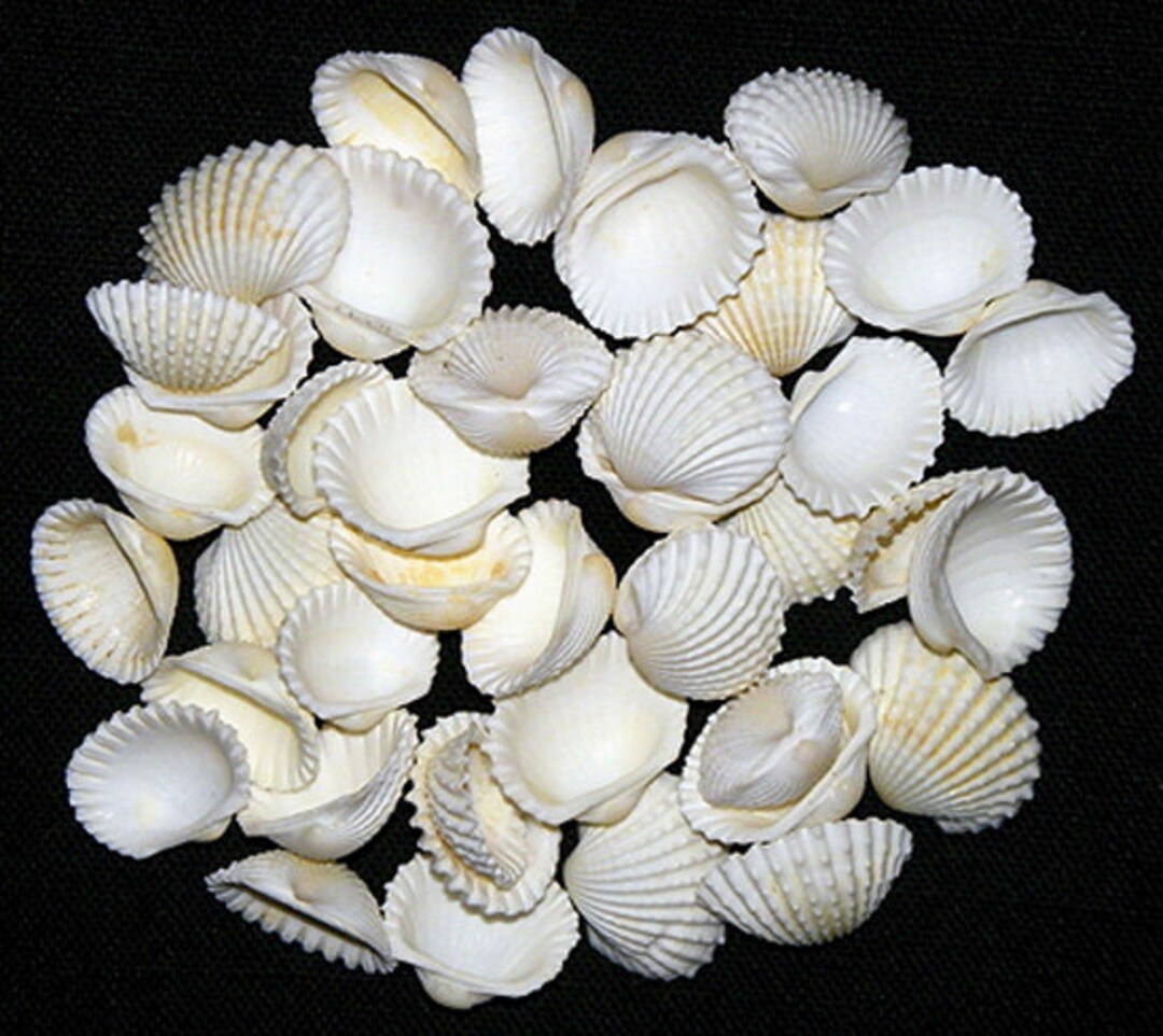 Andara Granosa White Ribbed Ark Shells ~ Craft/jewelry Supply ...