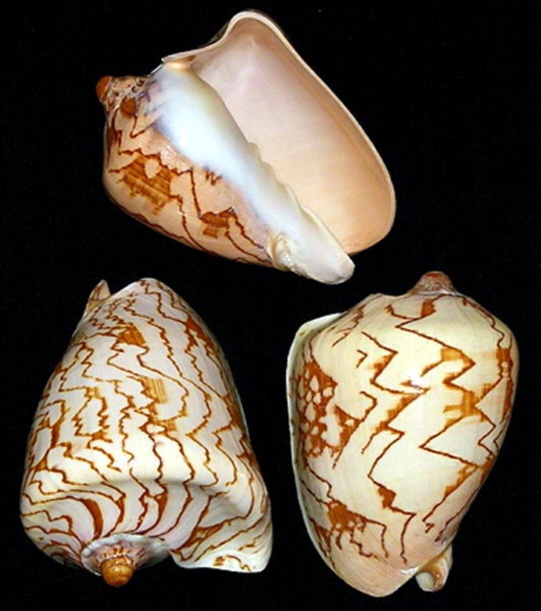 Nobilis Voluta Noble Volute Shell 4"-4-1/2" (1 Shell) - Etsy