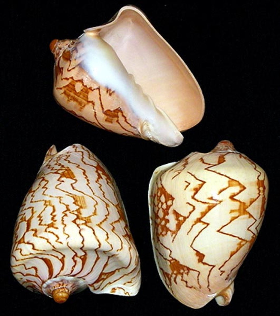 Nobilis Voluta Noble Volute Shell 44-1/2 1 | Etsy