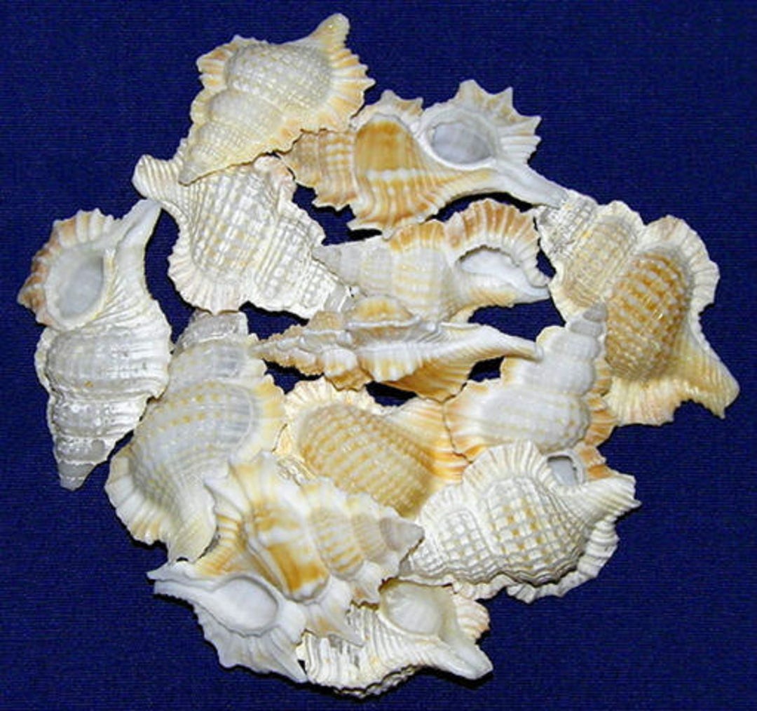 Biplex Perca Maple Leaf Triton Shells 1-1/4" ~ Craft Seashells ~ (5 ...