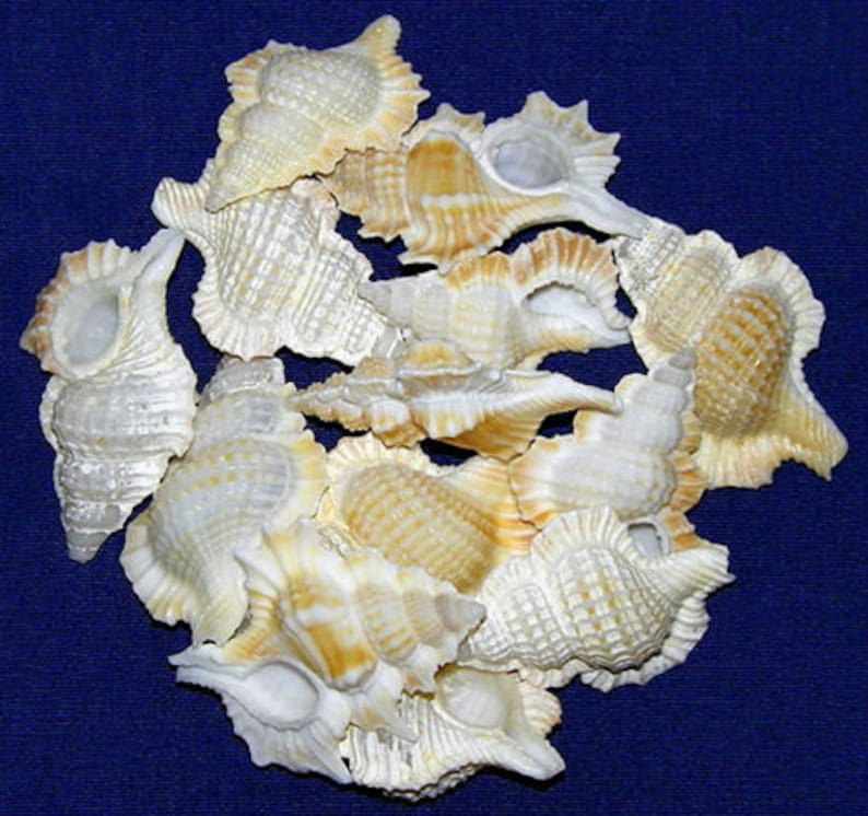 Biplex Perca Maple Leaf Triton Shells 1-1/4 Craft Seashells 5 Shells - Etsy