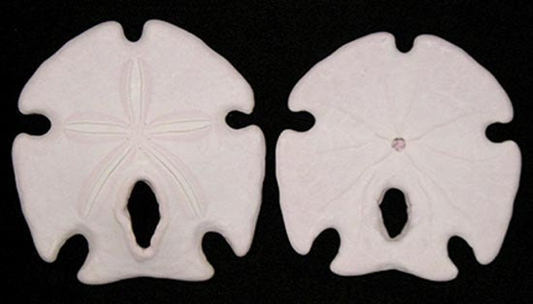 Mexican Arrowhead Sand Dollar~encope Grandis 3-1/2"-4"~craft and ...