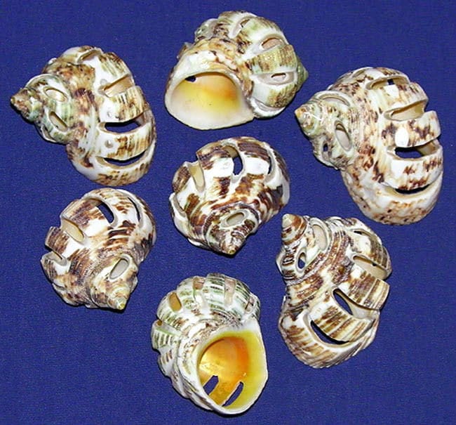 Polished Side Cut Gold Mouth Turbo Bruneus Shells 1 - Etsy