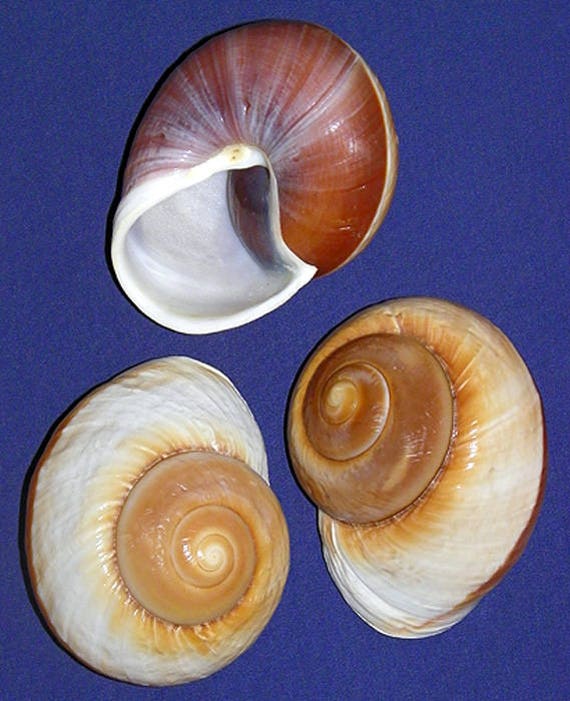 Ryssota Ovummuffin Land Snail Shells 3-1/2 Craft - Etsy