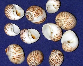 Cebu Beauty Snail Shells 1/23/4jewelry Seashell - Etsy